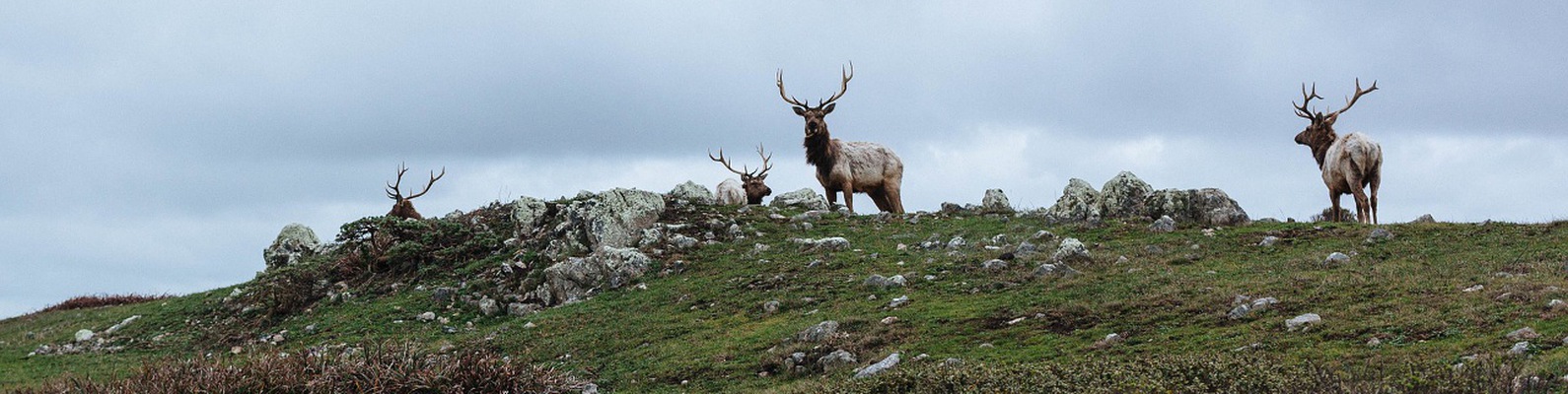 timid deer 2025 | ВКонтакте